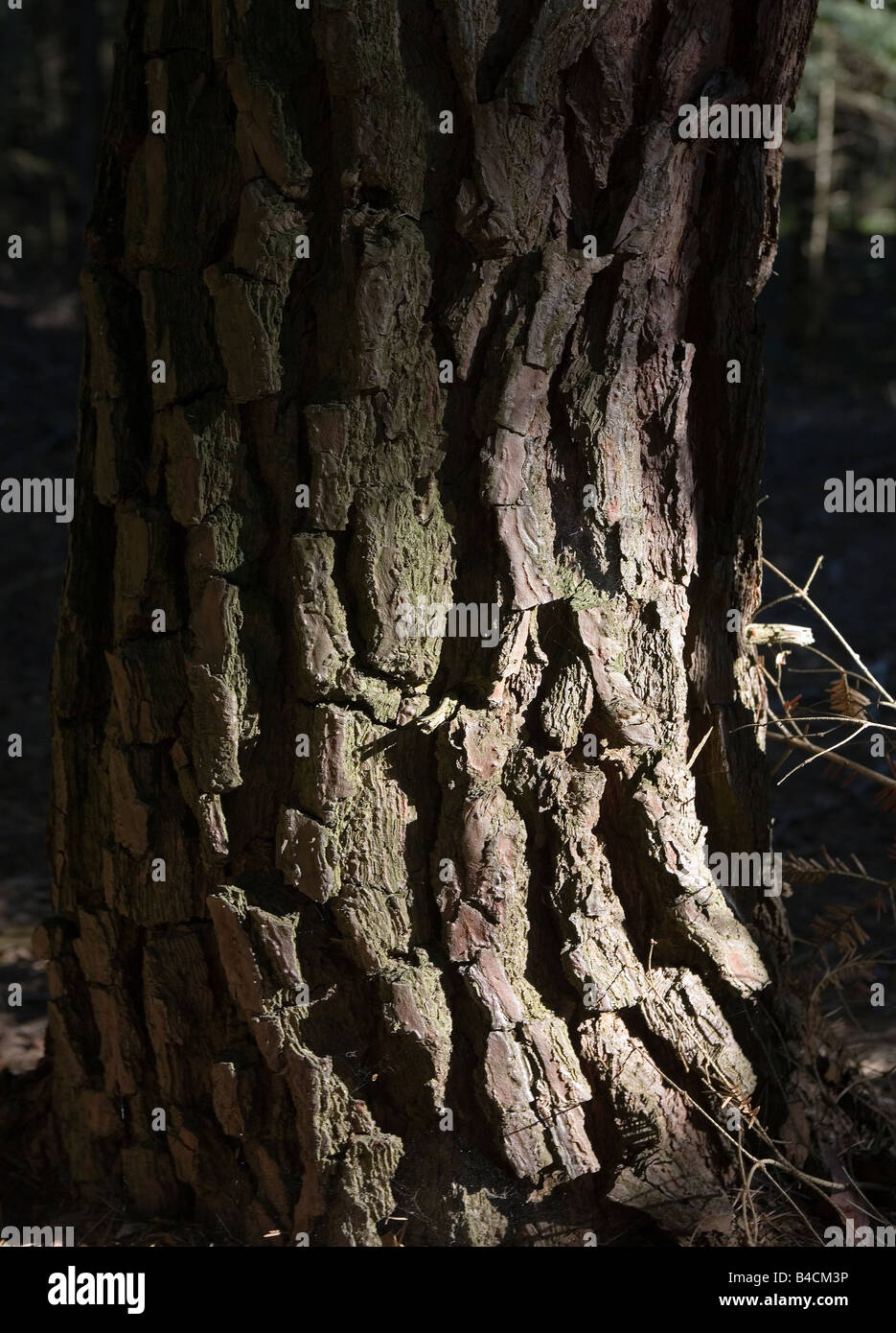 Tree bark close up Stock Photo - Alamy