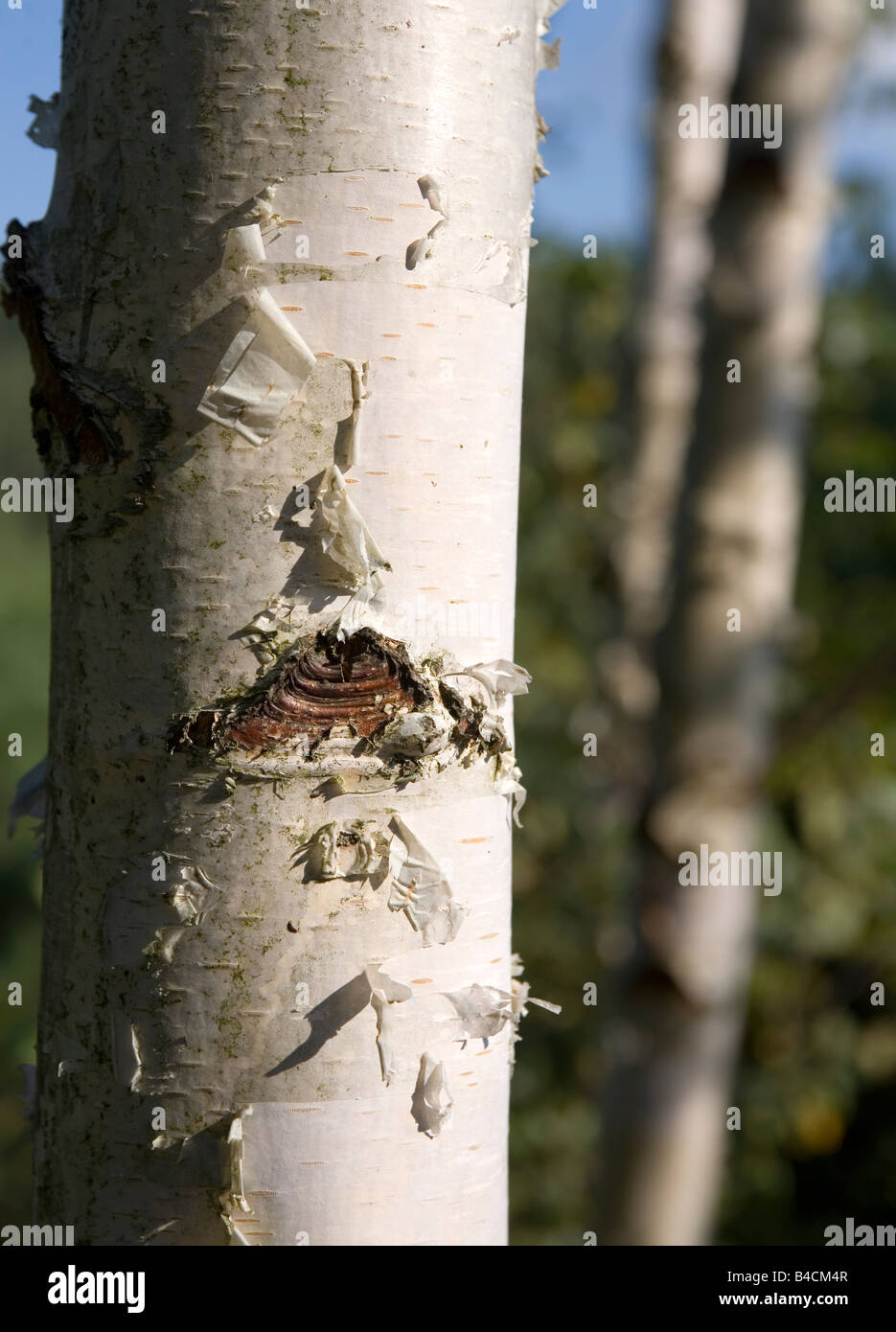 Birch tree bark close up Stock Photo - Alamy