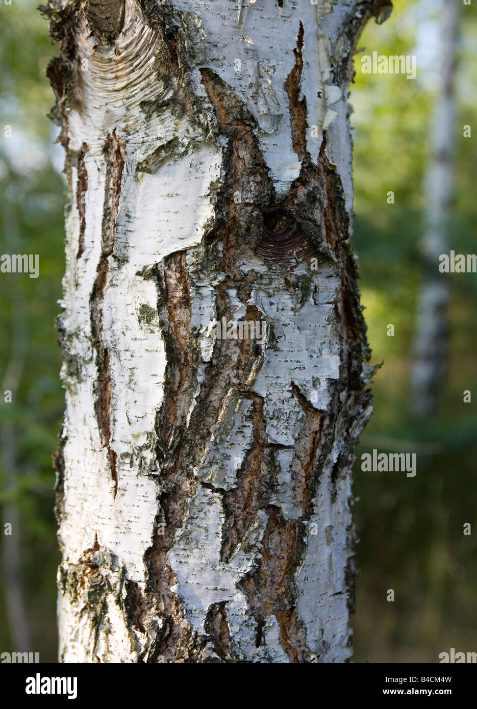 Birch tree bark close up Stock Photo - Alamy