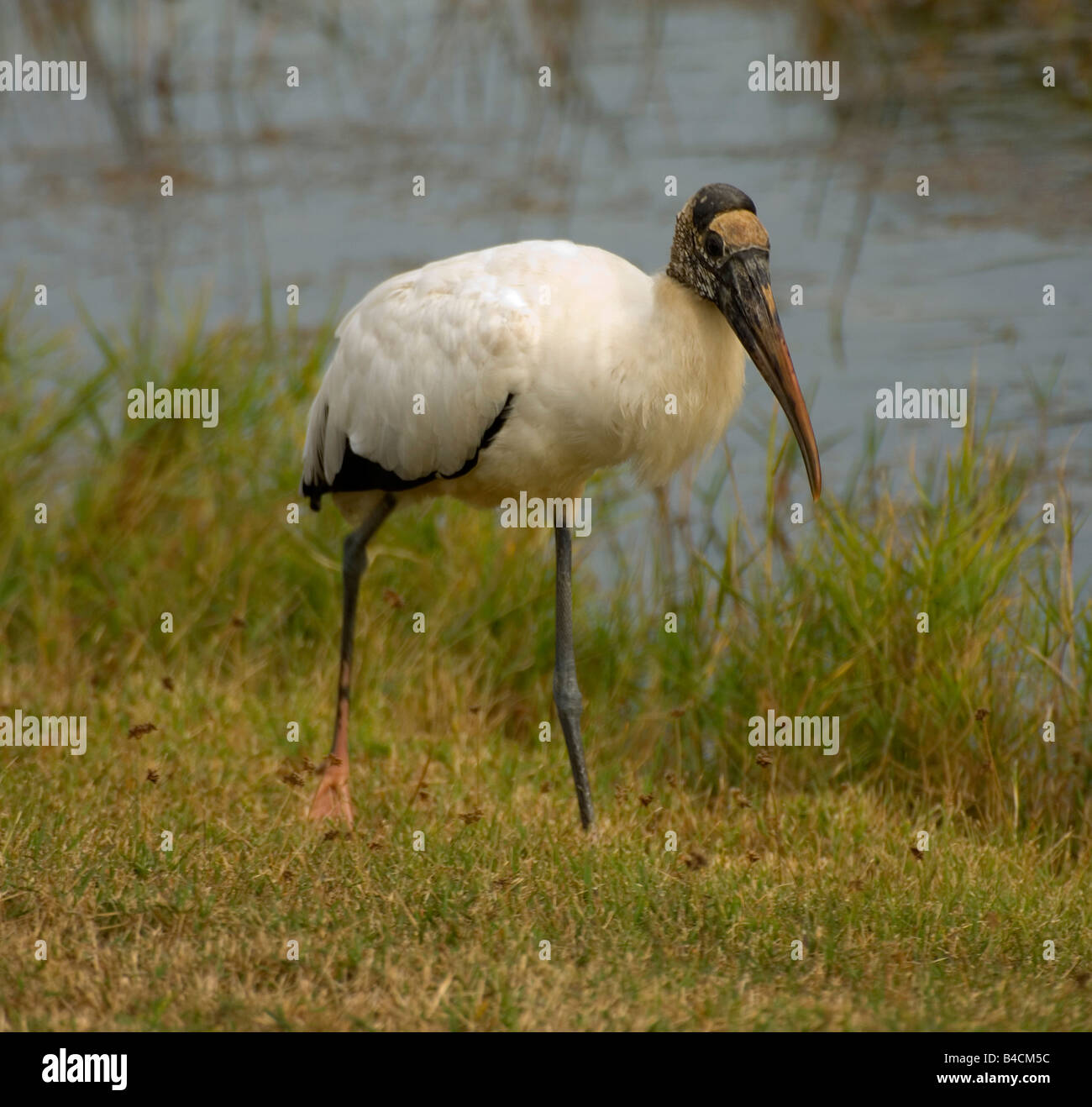 Wood Stork hunting in a Florida marsh Stock Photo - Alamy