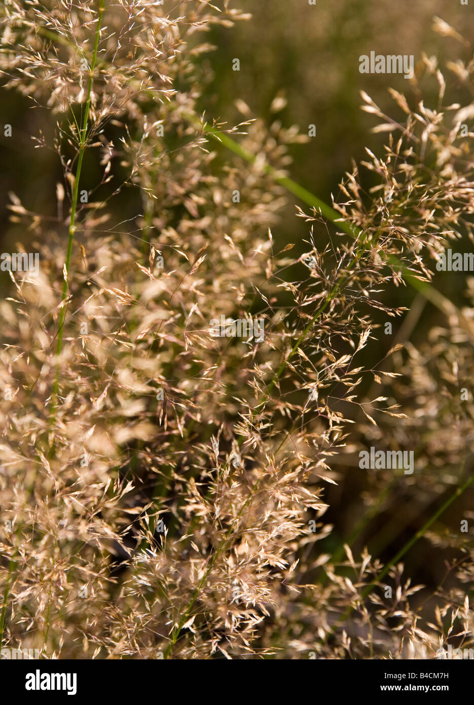 Crossed grass stems hi-res stock photography and images - Alamy