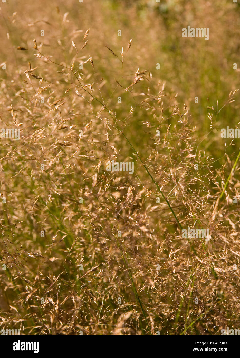 Crossed grass stems hi-res stock photography and images - Alamy