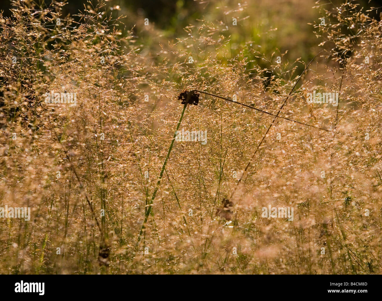 Crossed grass stems hi-res stock photography and images - Alamy