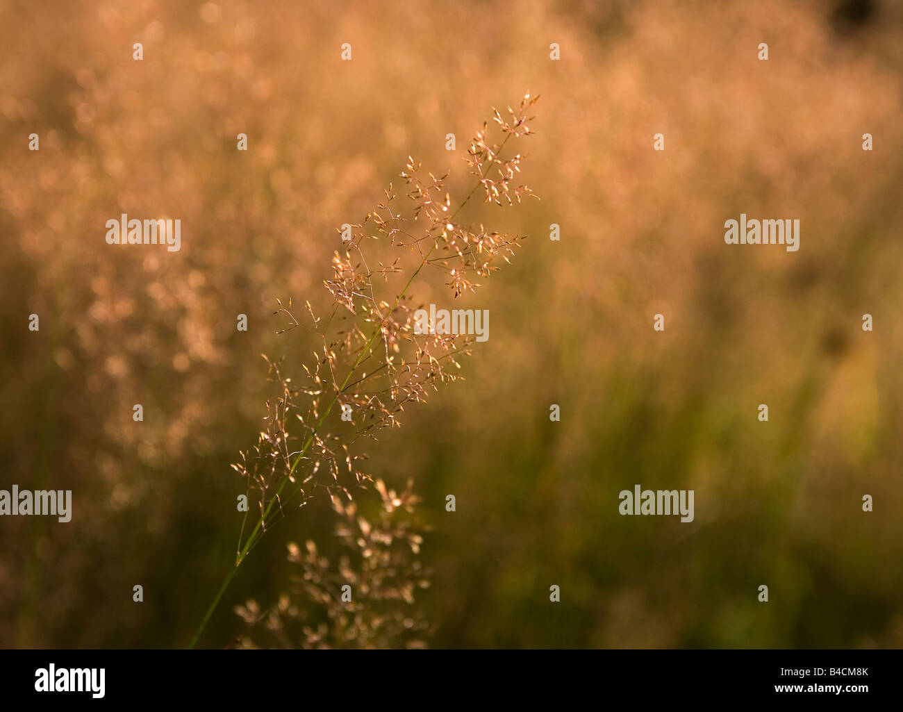 Crossed grass stems hi-res stock photography and images - Alamy