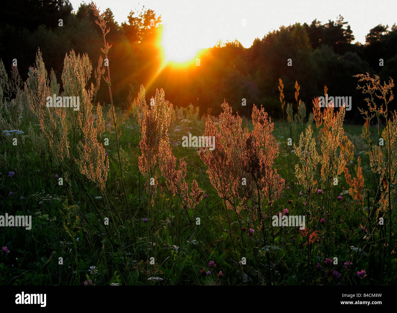 Crossed grass stems hi-res stock photography and images - Alamy
