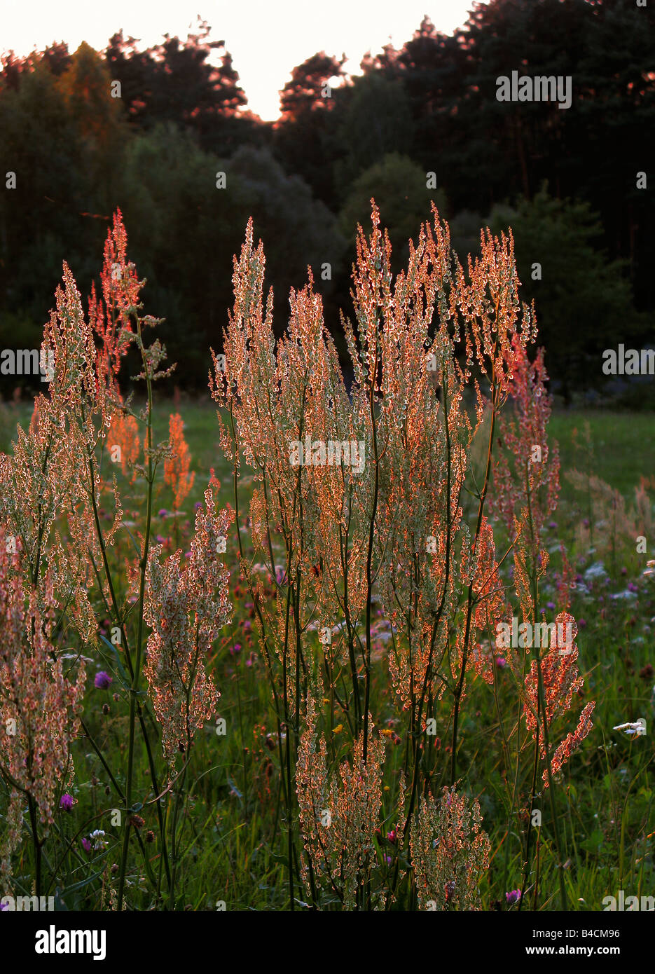 Crossed grass stems hi-res stock photography and images - Alamy