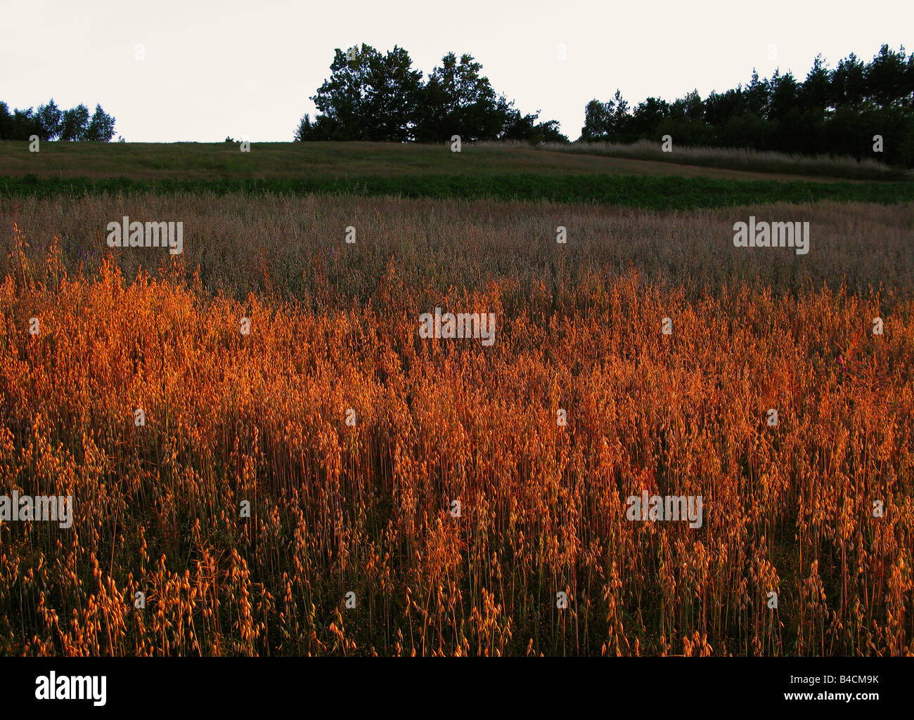 Poland agriculture hi-res stock photography and images - Alamy