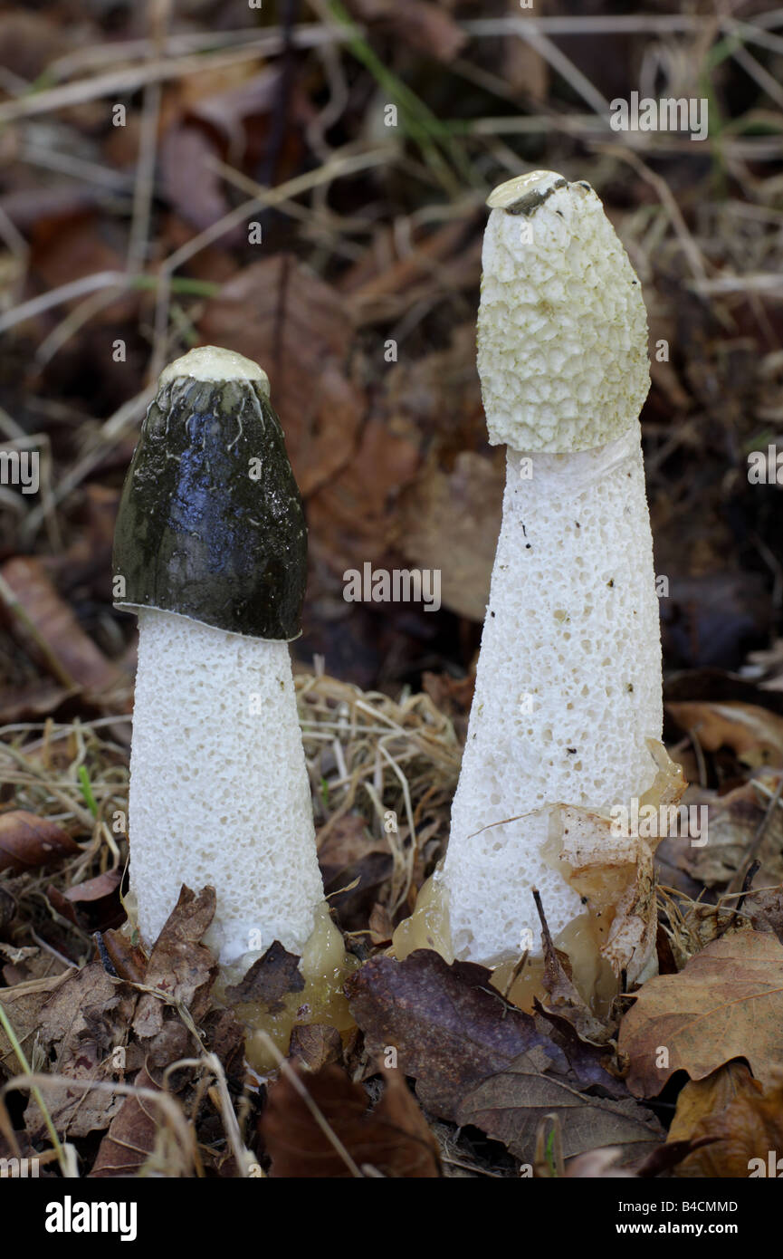 Stinkhorn - Phallus impudicus Stock Photo - Alamy