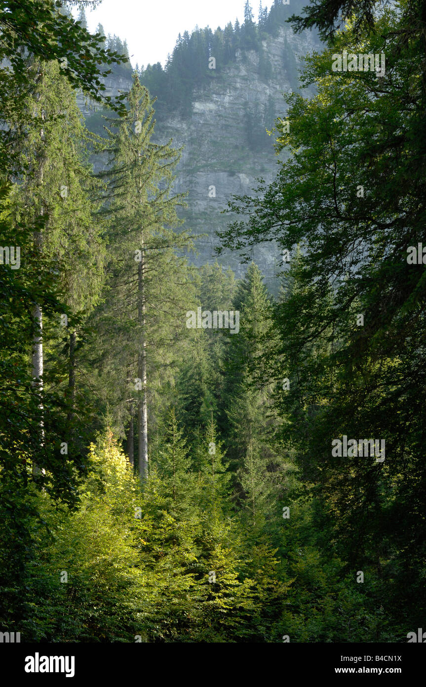 Alpine forest hi-res stock photography and images - Alamy