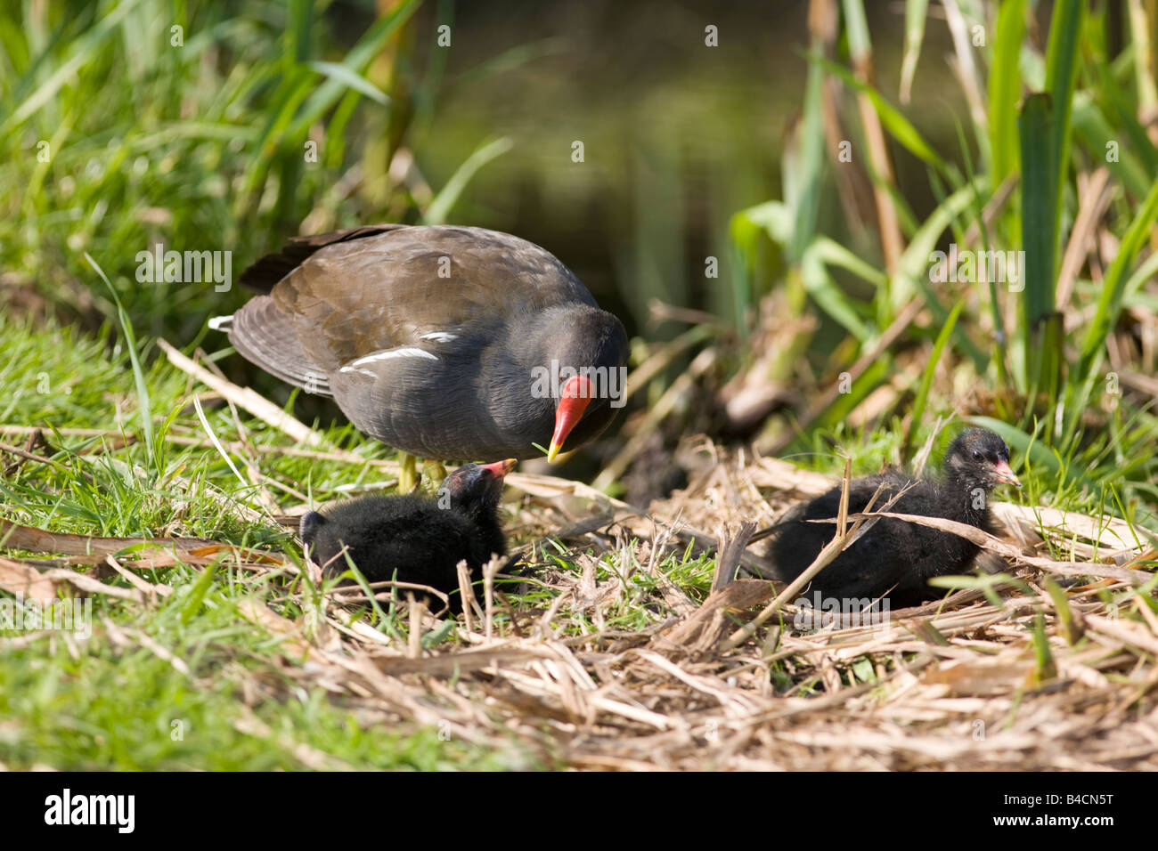 Moorhen Chicks Stock Photos & Moorhen Chicks Stock Images - Alamy