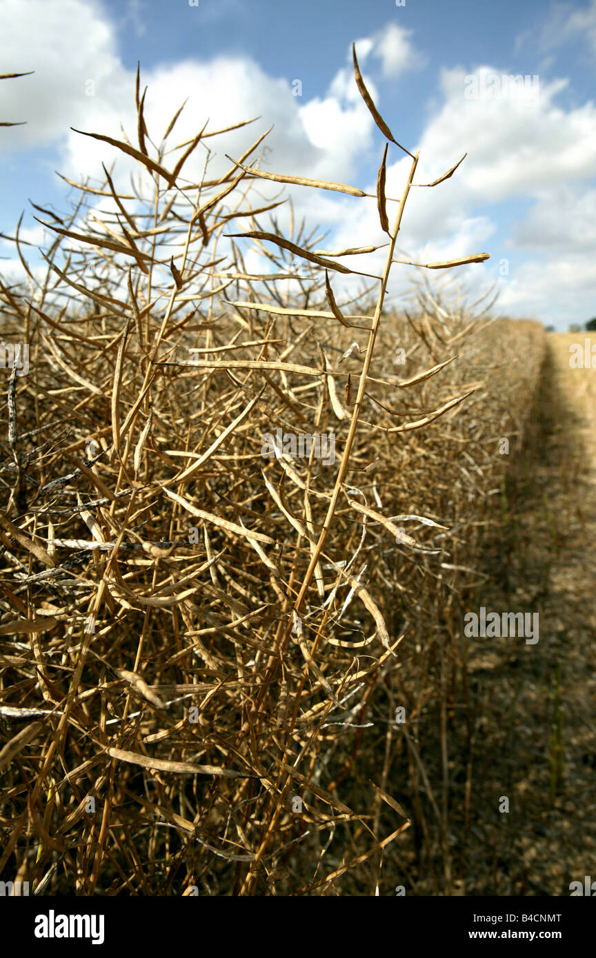 rape seed ready to be harvested in Sufolk England in August 2008 The ...