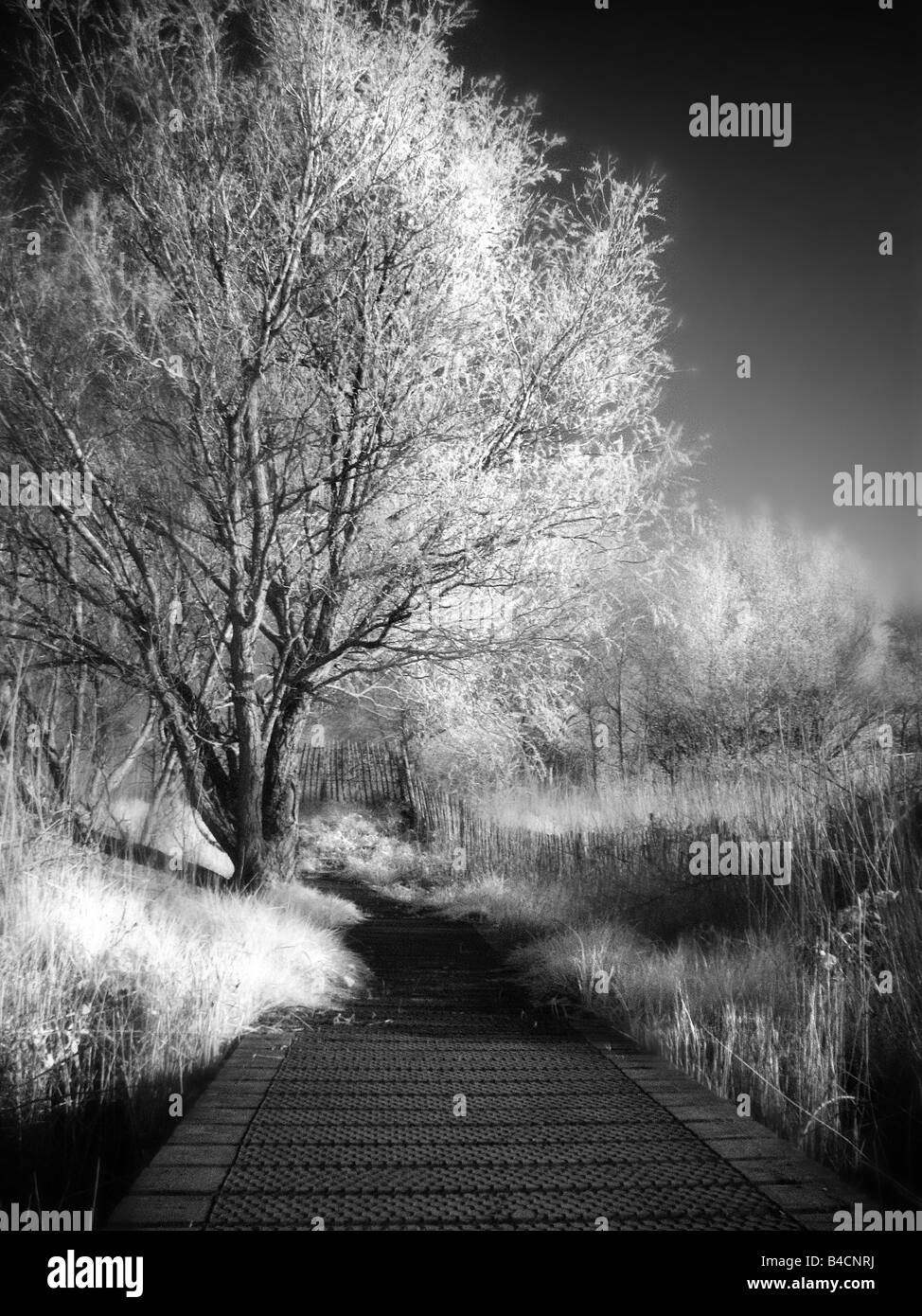 Black and white trees woods path Black and White Stock Photos & Images ...