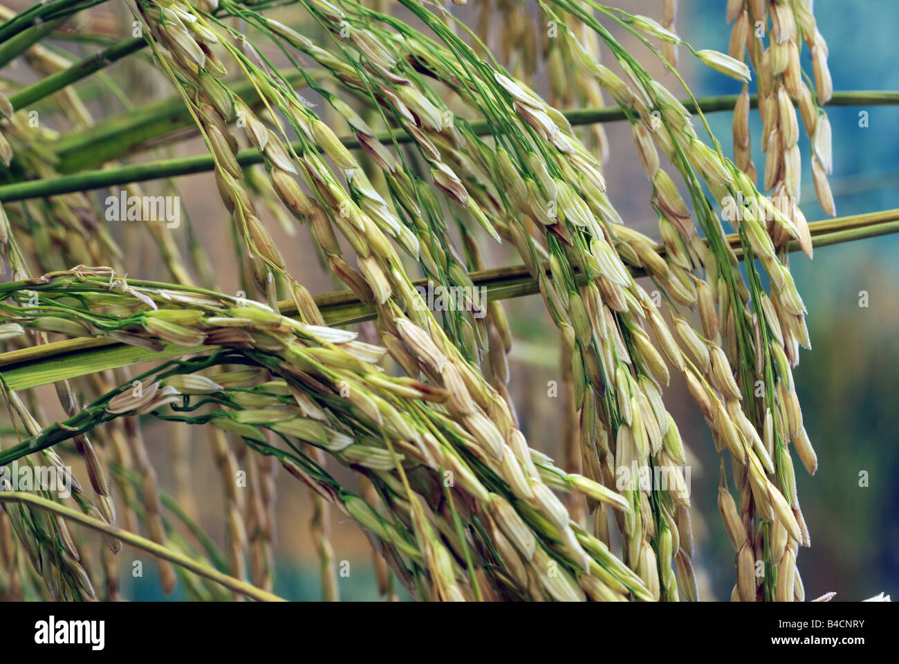 Rice grains on stalk closeup Stock Photo - Alamy