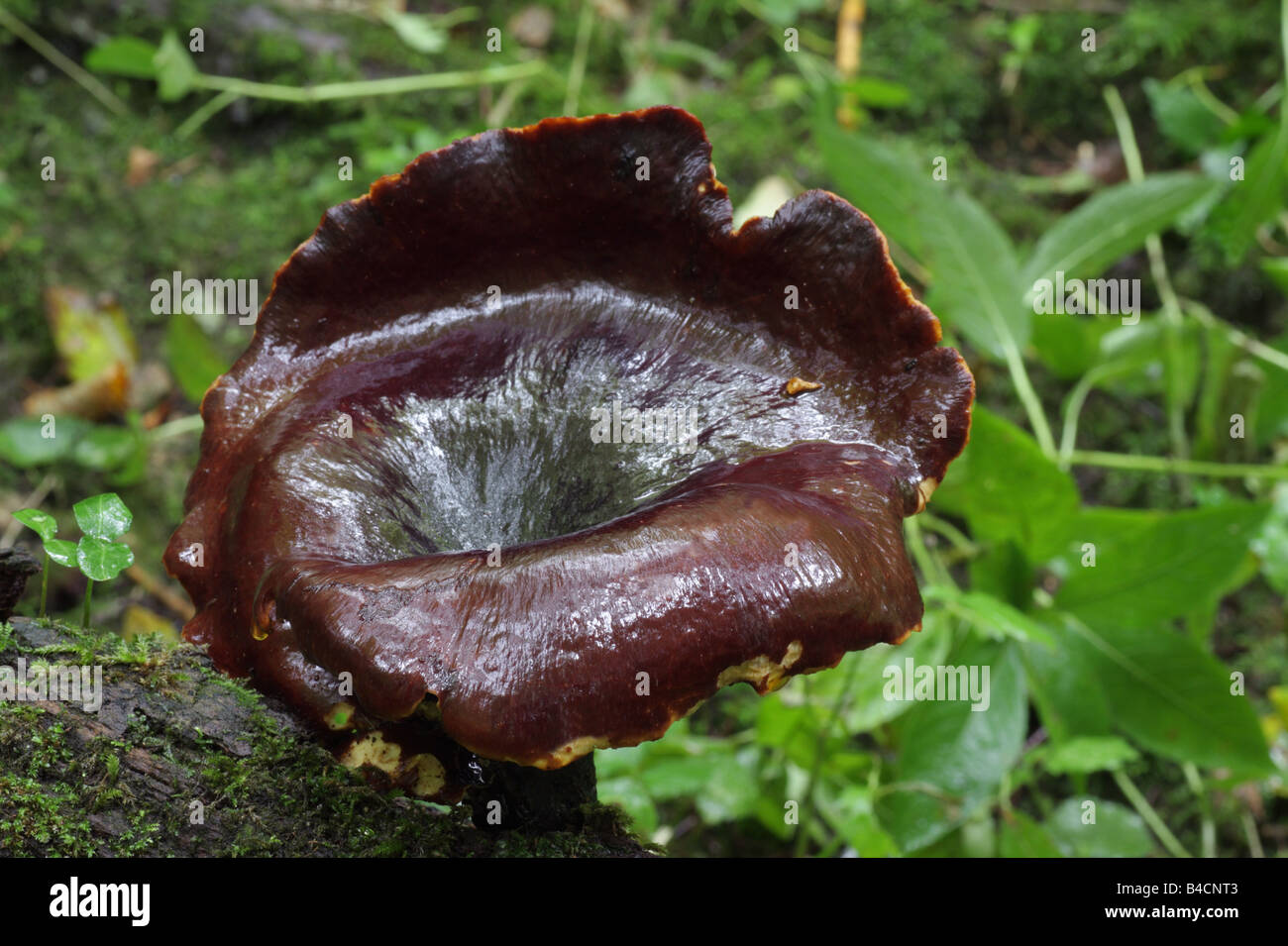 The bay polypore hi-res stock photography and images - Alamy