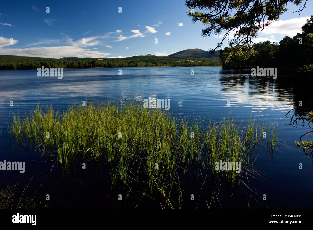 Loch Garten with the Cairngorms in the background Stock Photo - Alamy