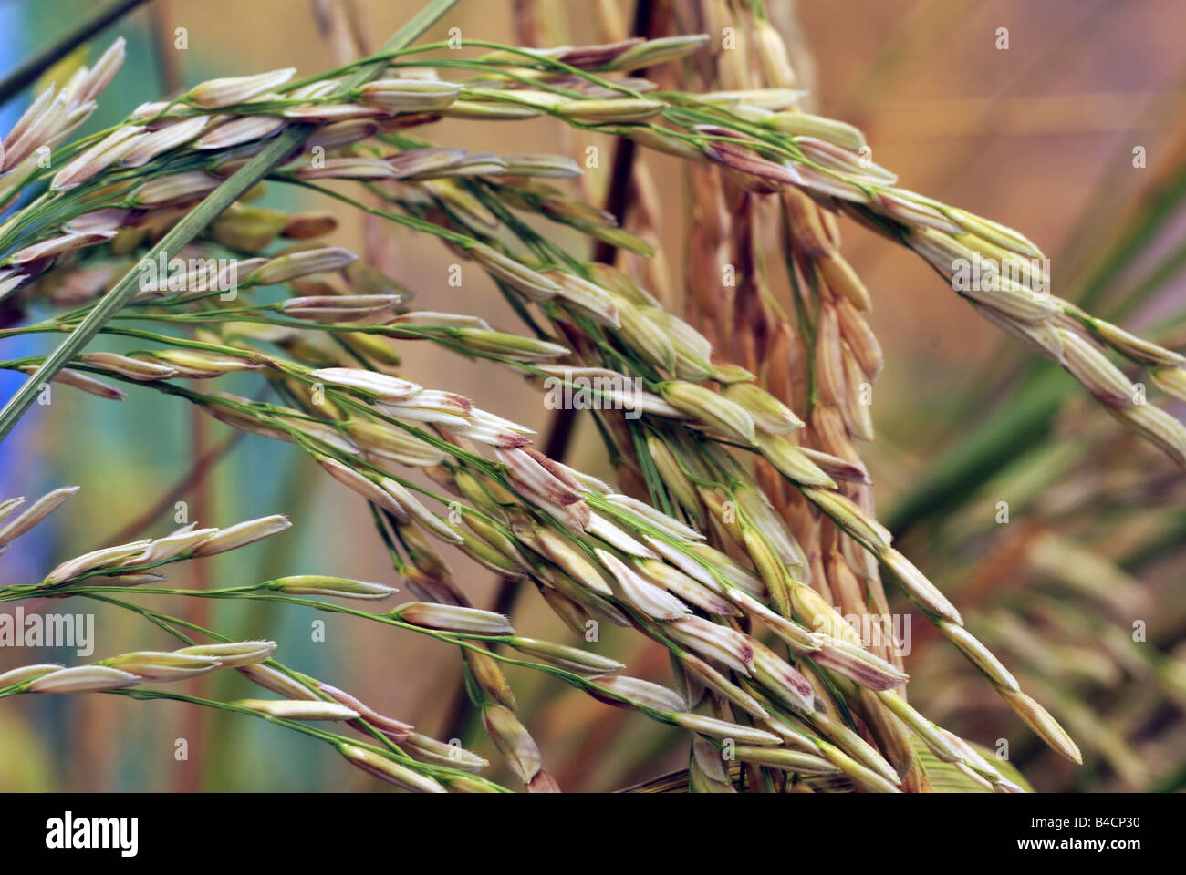 Rice grains on stalk closeup Stock Photo - Alamy