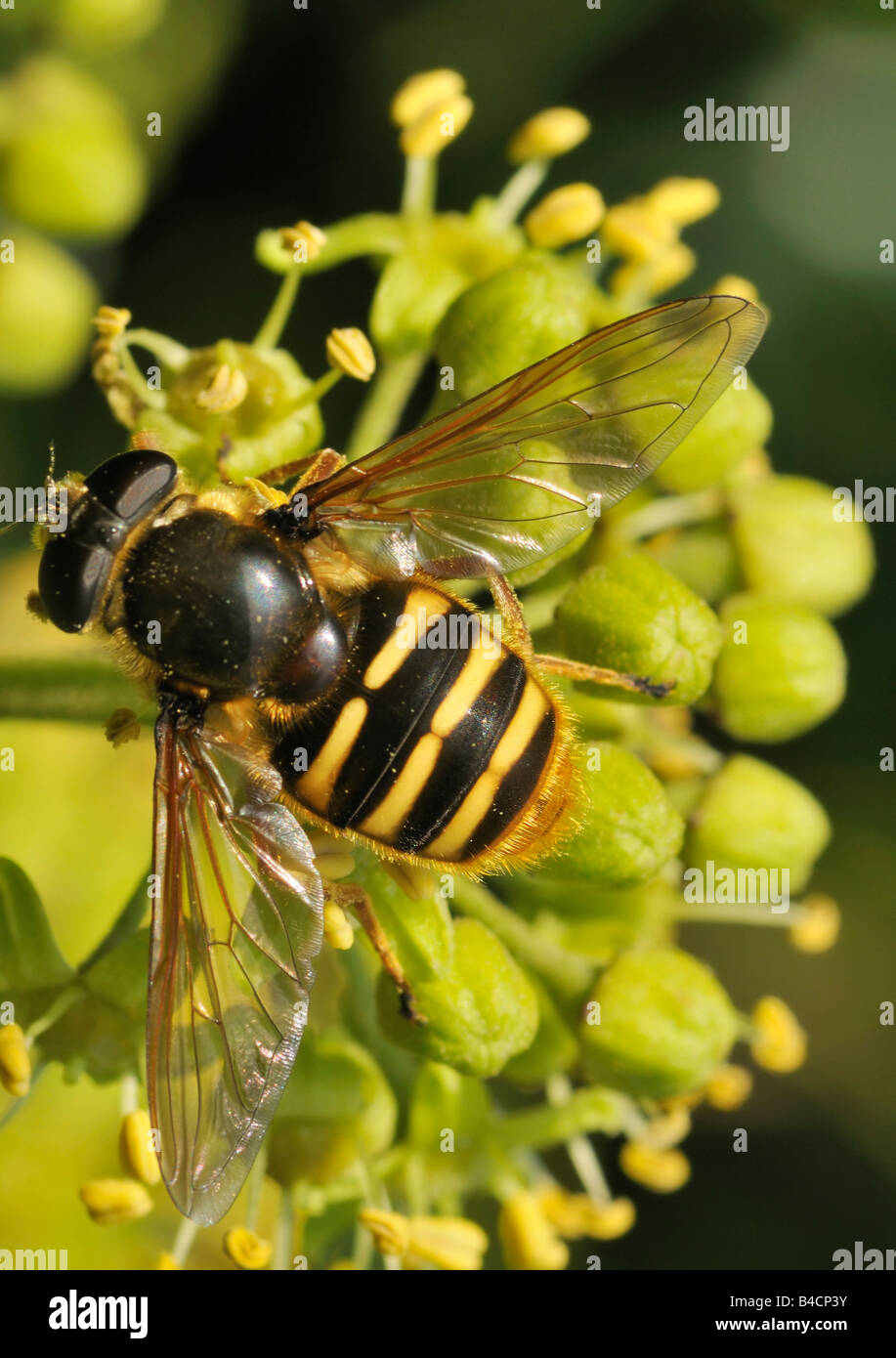 Female Hoverfly Sericomyia silentis On Ivy flower Stock Photo - Alamy