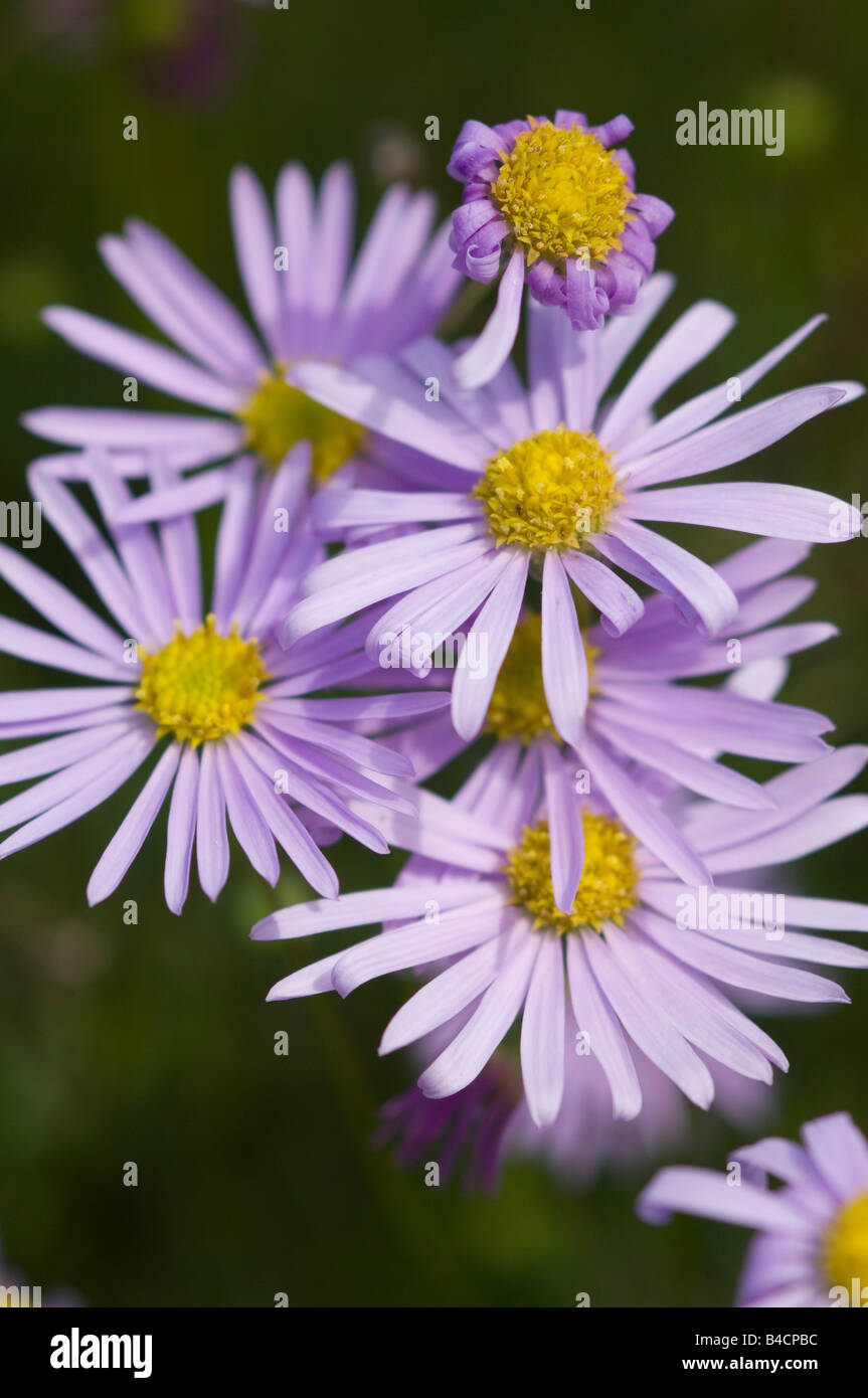 Cut leaf daisy brachyscome hi-res stock photography and images - Alamy
