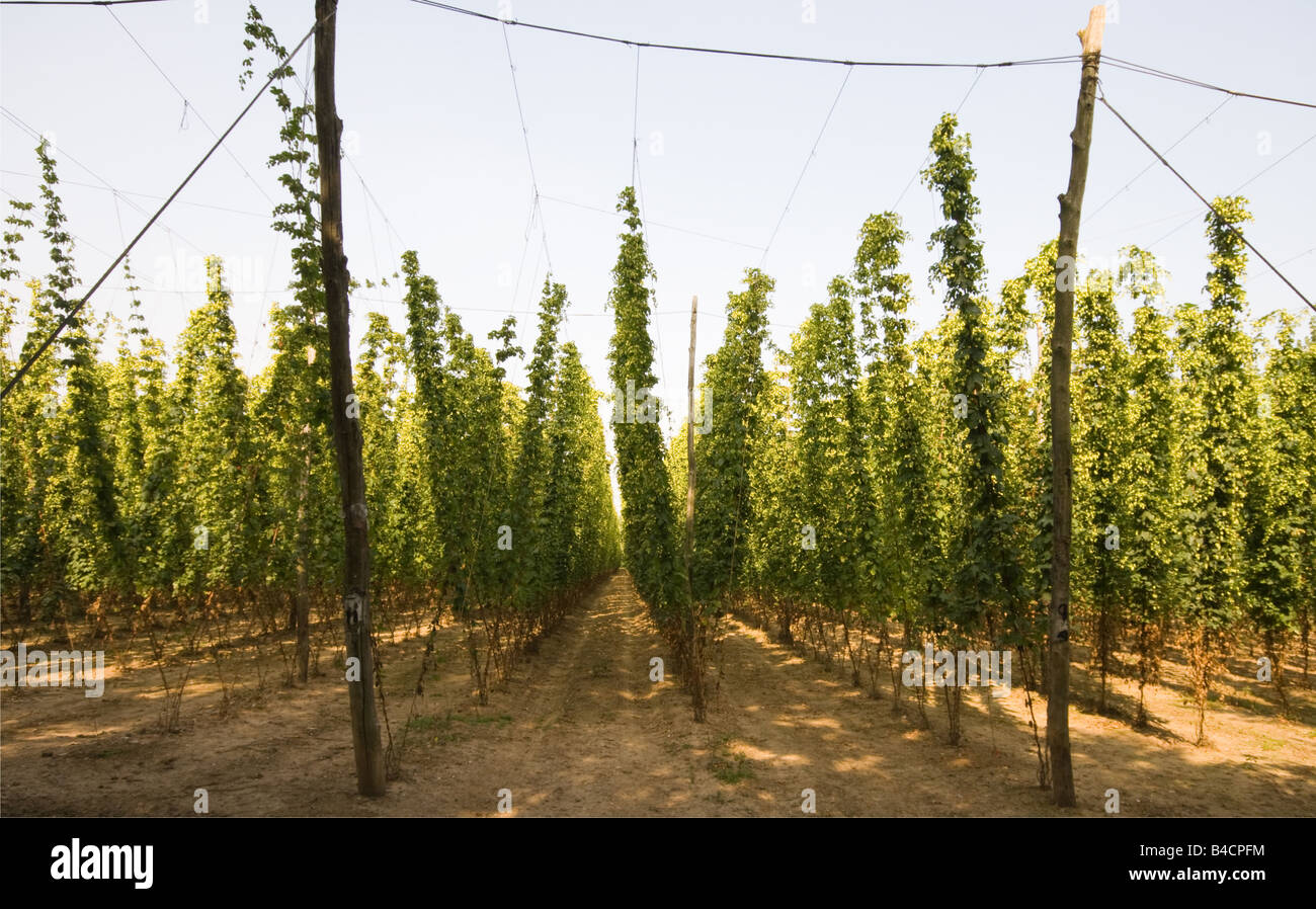 Hop poles hi-res stock photography and images - Alamy