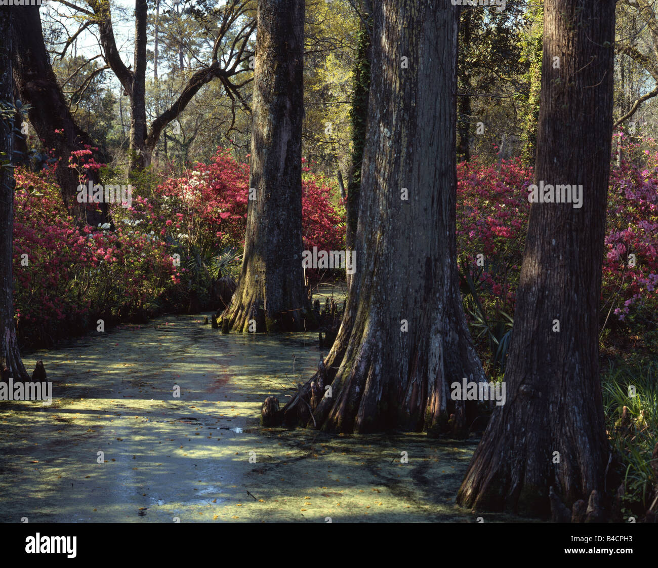 Swamp with Azaleas Stock Photo - Alamy