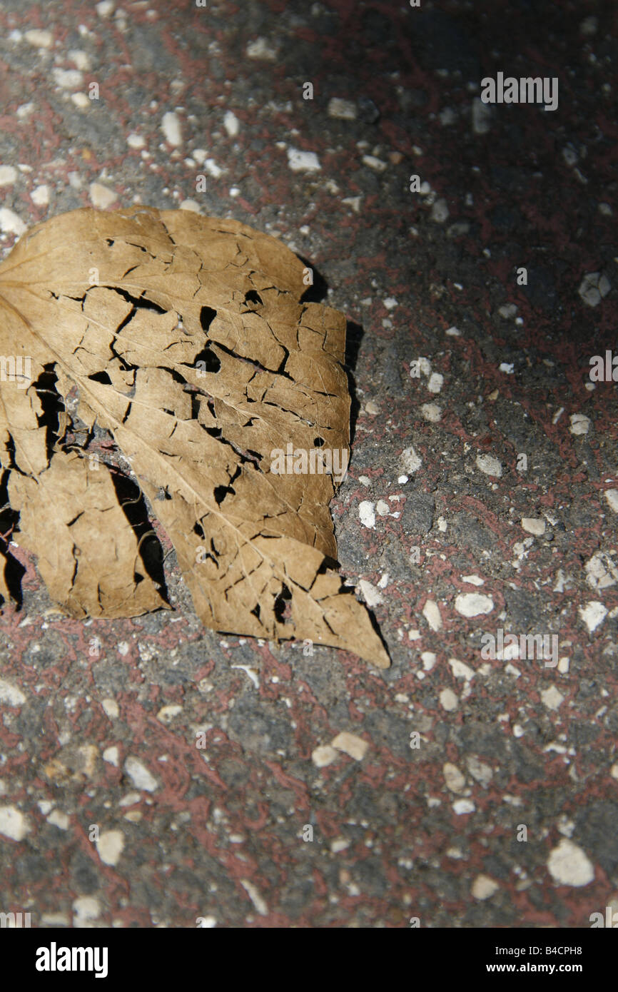 one single damaged fallen brown leaf on road Stock Photo - Alamy