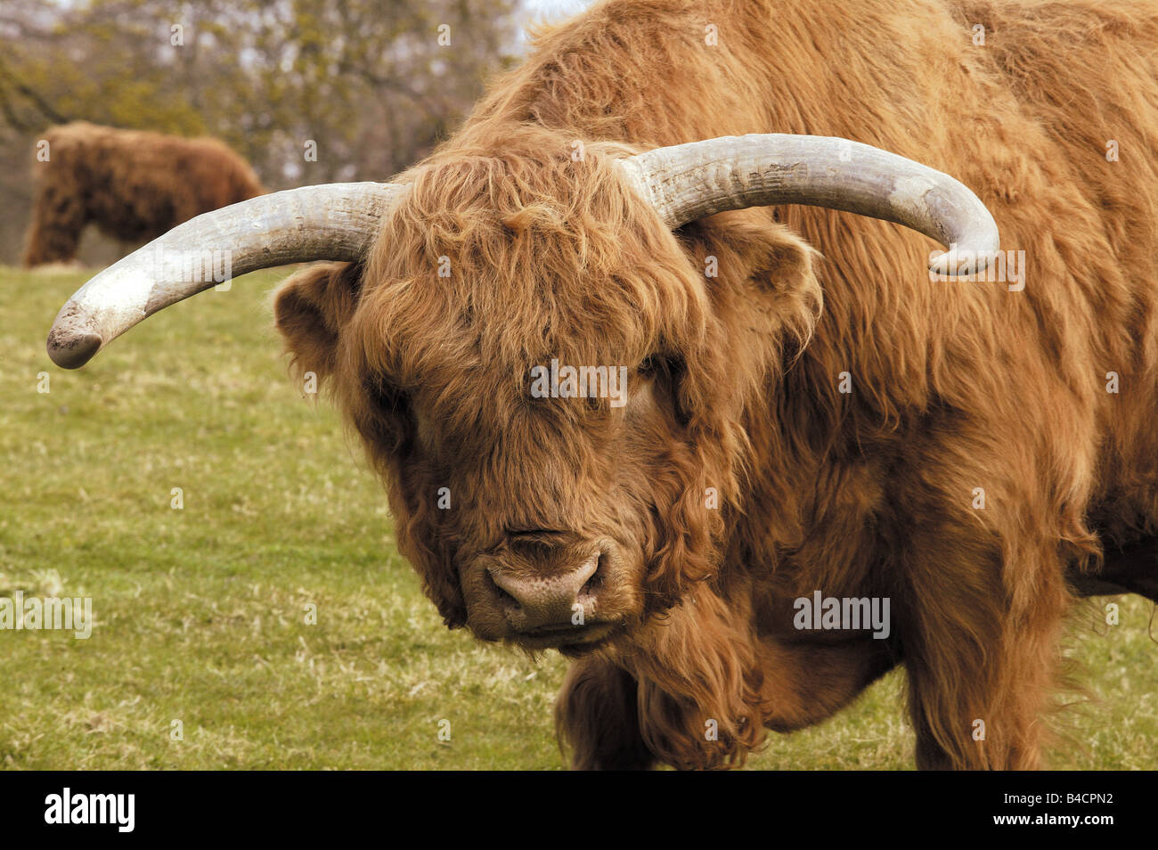 Aggressive highland cow hi-res stock photography and images - Alamy