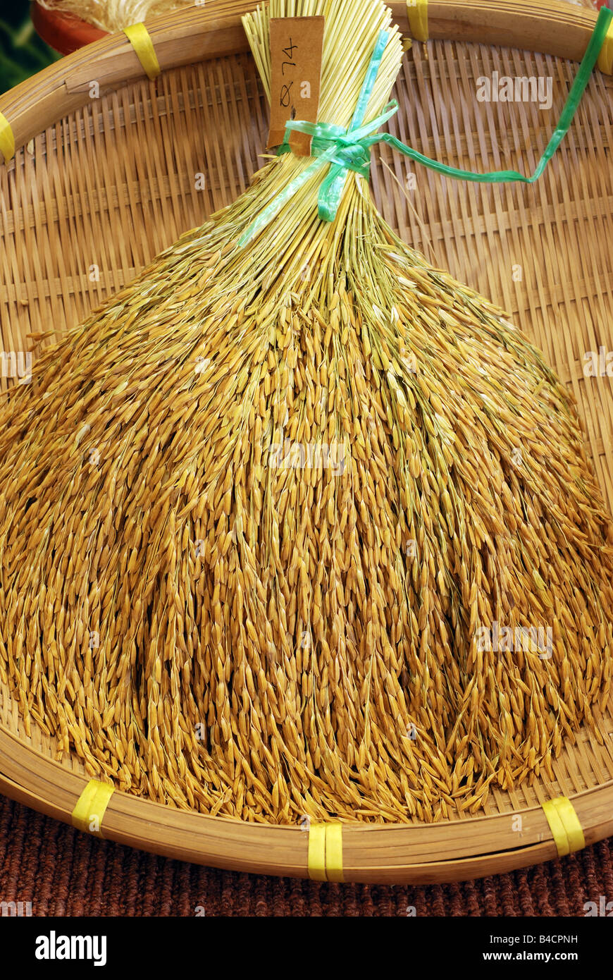 Bundle of paddy stalks on bamboo sieve Stock Photo - Alamy