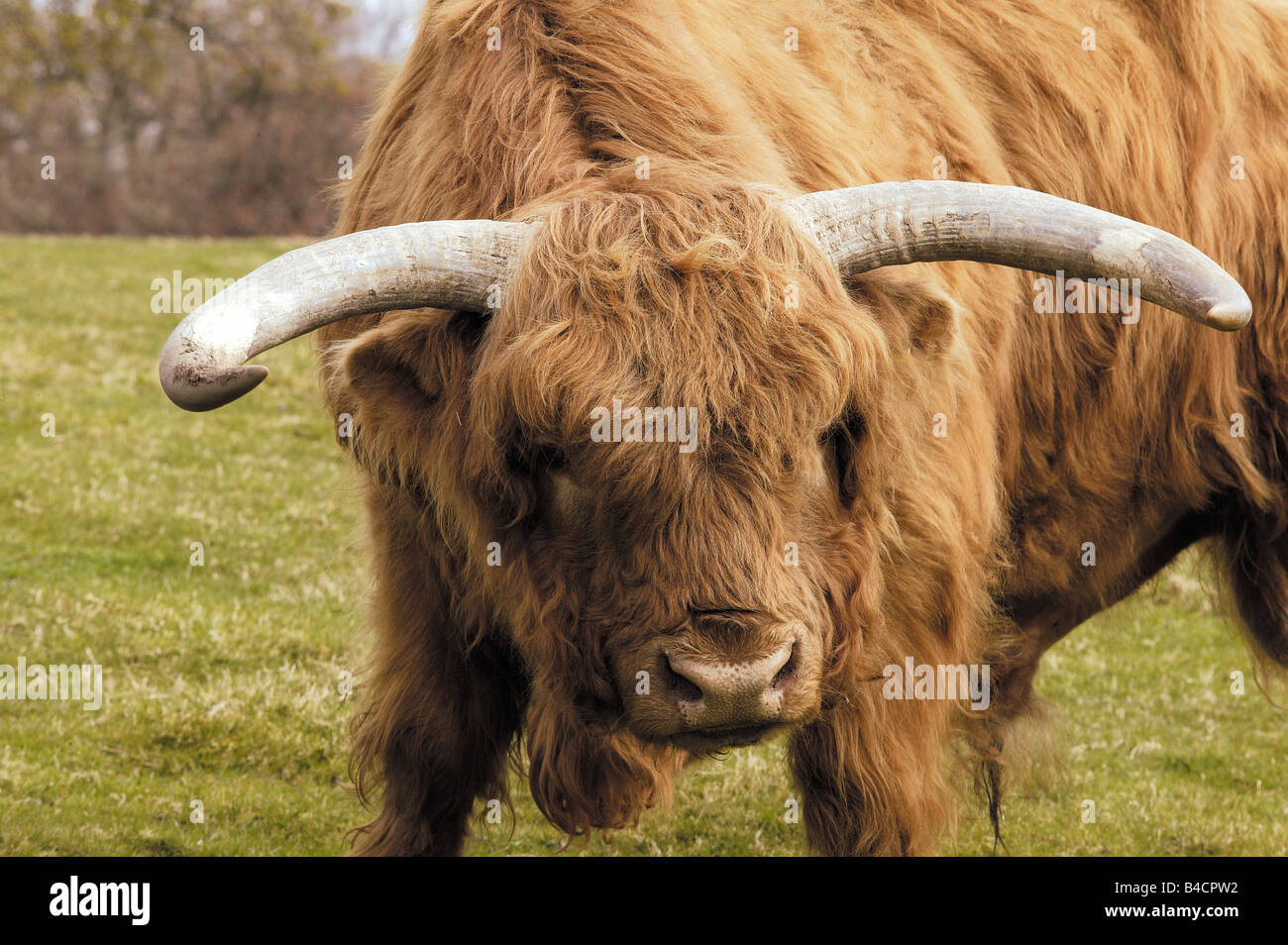 Aggressive highland cow hi-res stock photography and images - Alamy