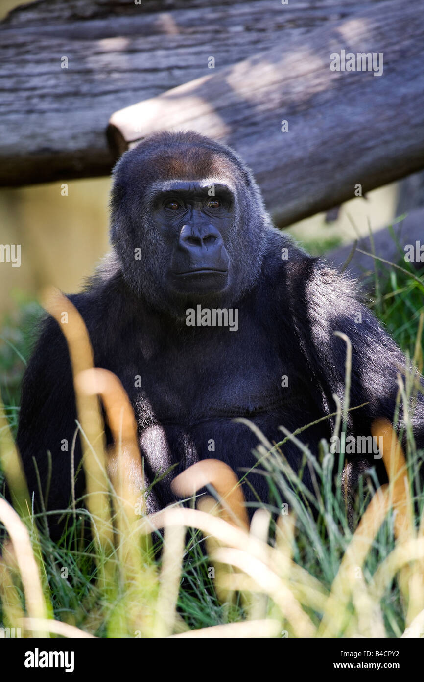 Silverback gorillas hi-res stock photography and images - Alamy