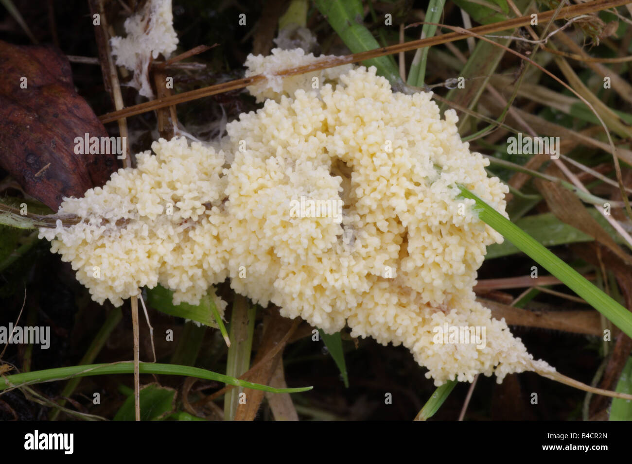 Slime mould mucilago crustacea hi-res stock photography and images - Alamy