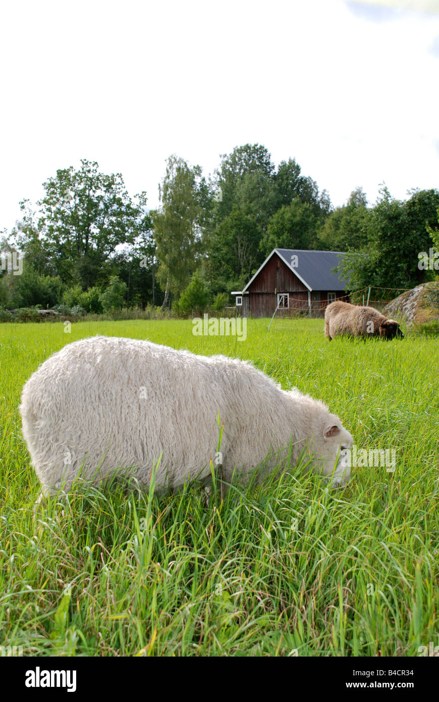Grazing ecosystem hi-res stock photography and images - Alamy