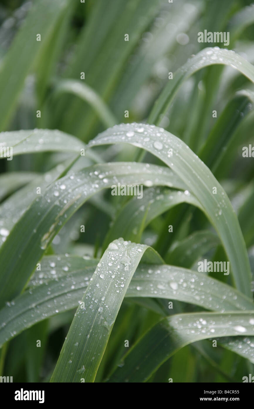 Long grass stems hi-res stock photography and images - Alamy