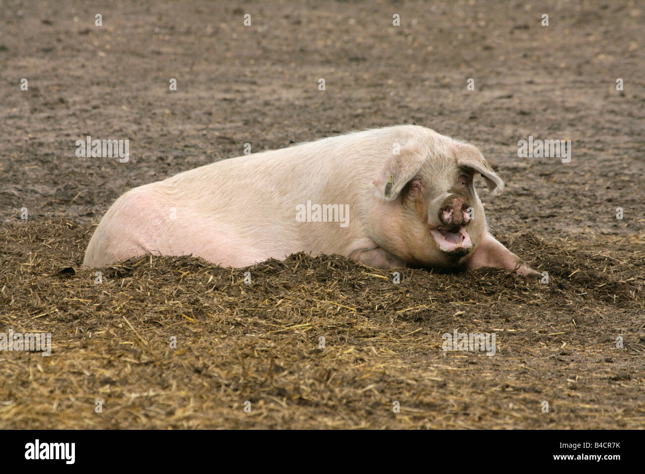 Large white pig hi-res stock photography and images - Alamy