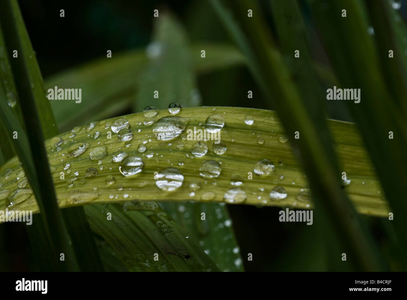 Water on leaves Stock Photo - Alamy