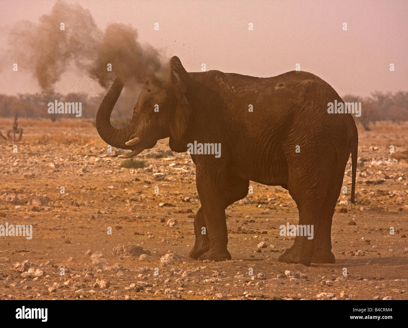 Elephant blowing dust hi-res stock photography and images - Alamy
