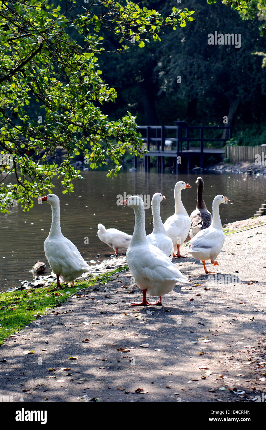 Birmingham elmdon geese park parks hi-res stock photography and images ...