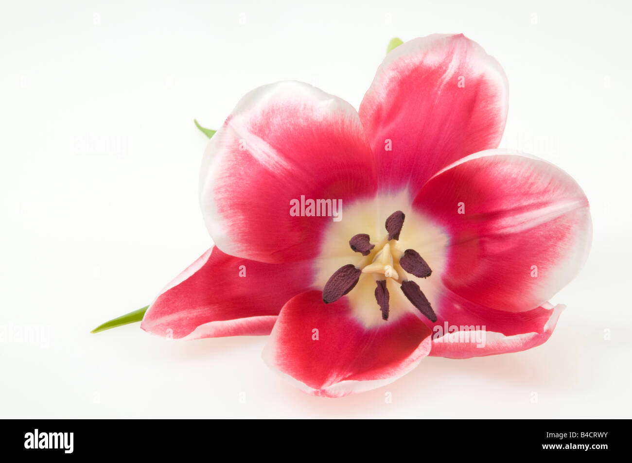 White inside out flower hi-res stock photography and images - Alamy