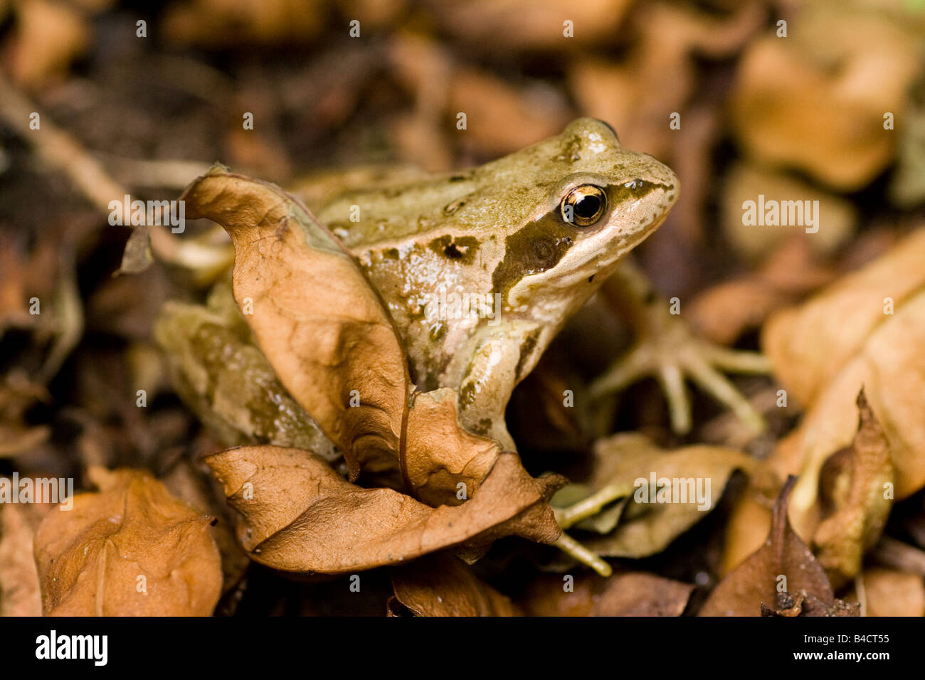 Common Frog Dead High Resolution Stock Photography and Images - Alamy