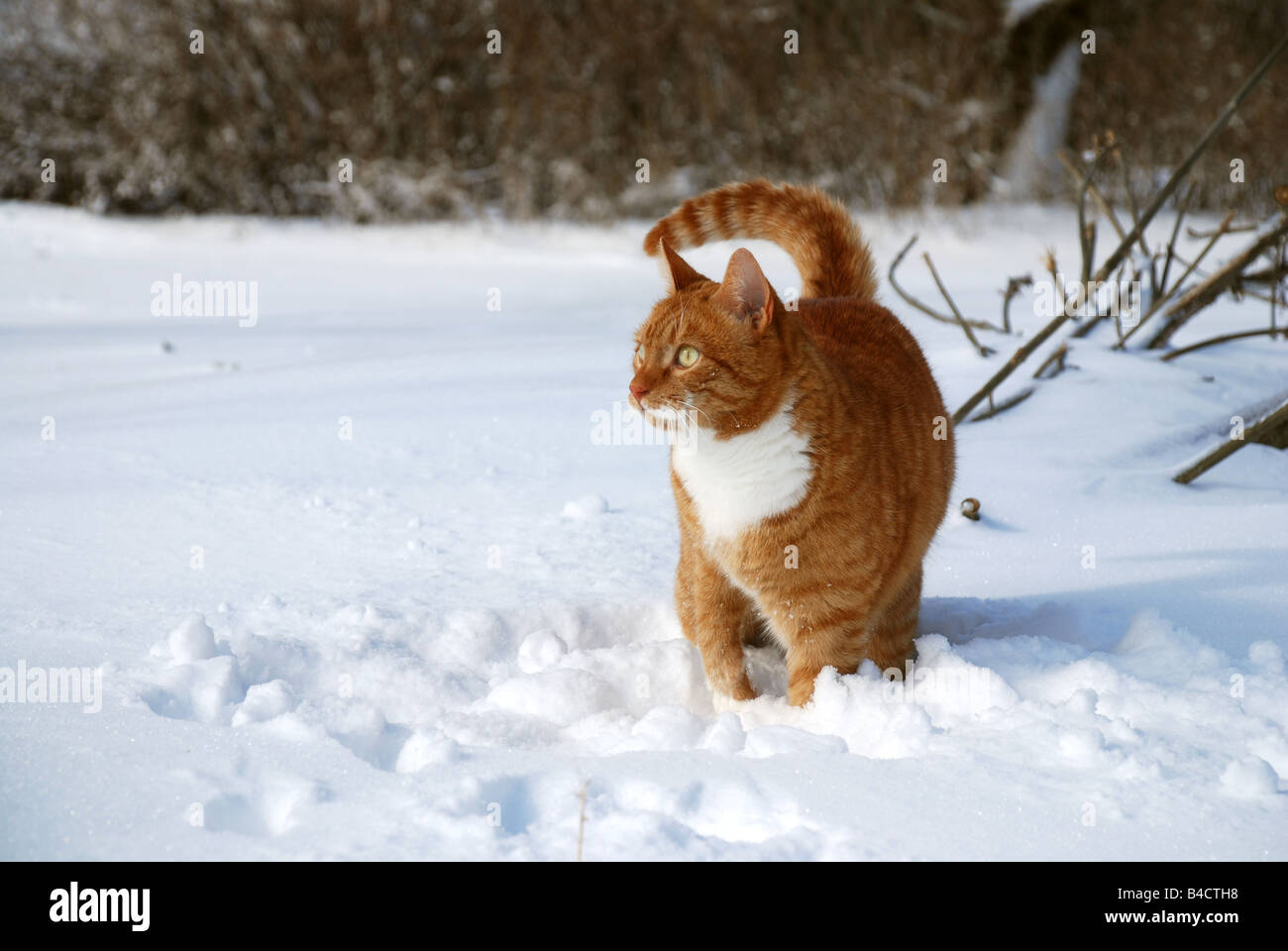 Cat in snow Stock Photo - Alamy