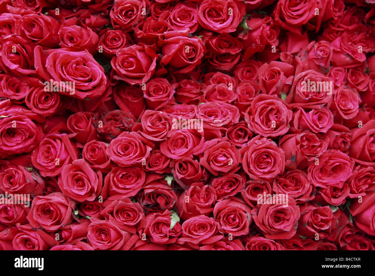Bunched roses hi-res stock photography and images - Alamy