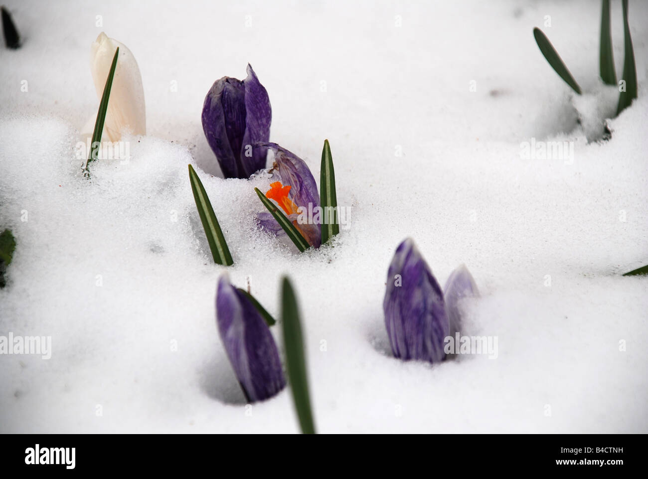 Crocus in snow Stock Photo - Alamy