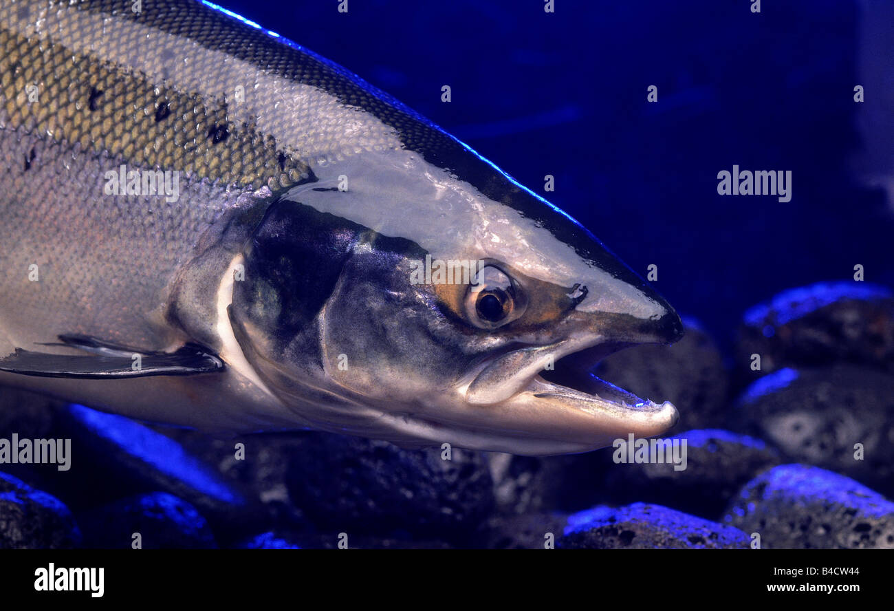 Fresh North Atlantic Salmon, Reykjavik, Iceland Stock Photo - Alamy