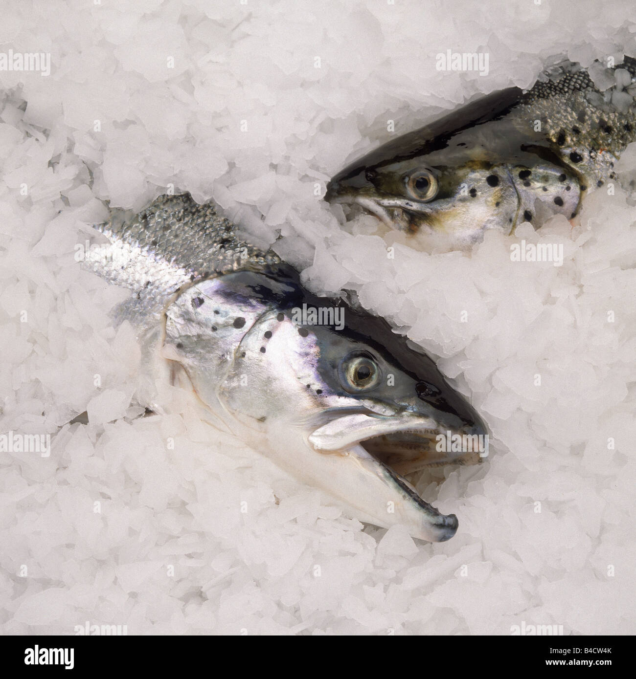Reykavik food hi-res stock photography and images - Alamy