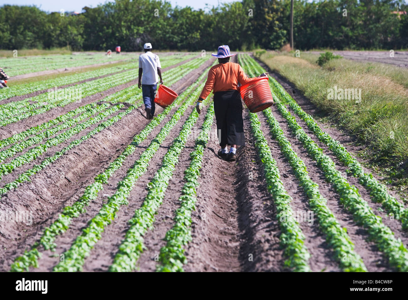 Farming, agriculture, countryside, crop, day, farm, farm equipment ...