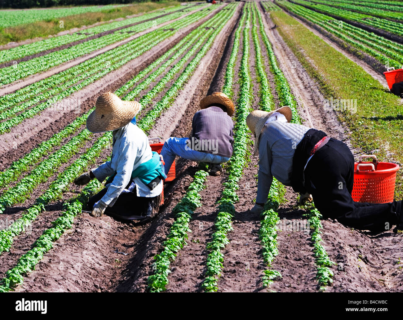 Farming, agriculture, countryside, crop, day, farm, farm equipment ...