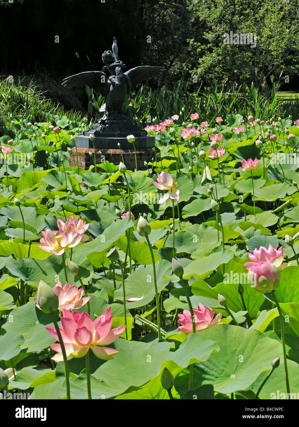 Adelaide Botanical Gardens South Australia Stock Photo - Alamy