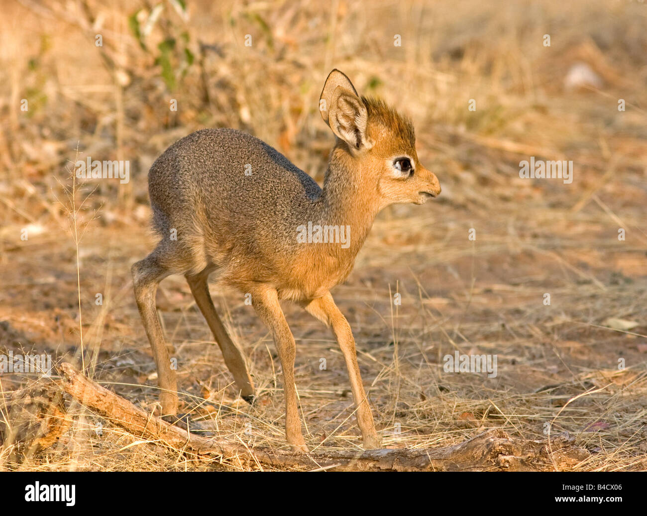Dik-dik in Etosha, Namibia Stock Photo - Alamy