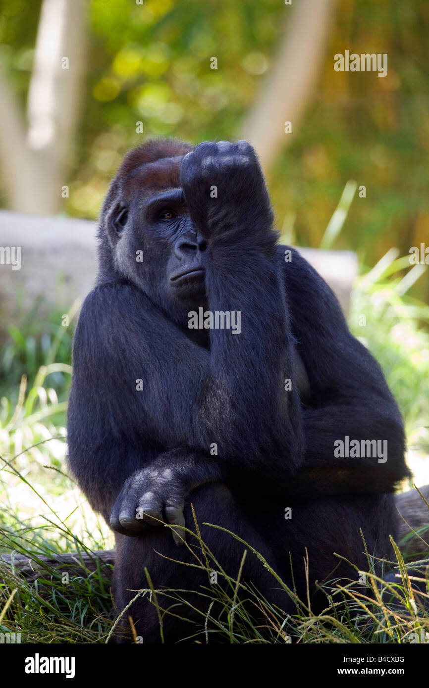 Silverback strength hi-res stock photography and images - Alamy
