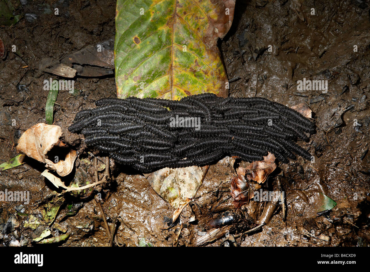 Caterpillars, Amazon Rain Forest, Ecuador Stock Photo - Alamy
