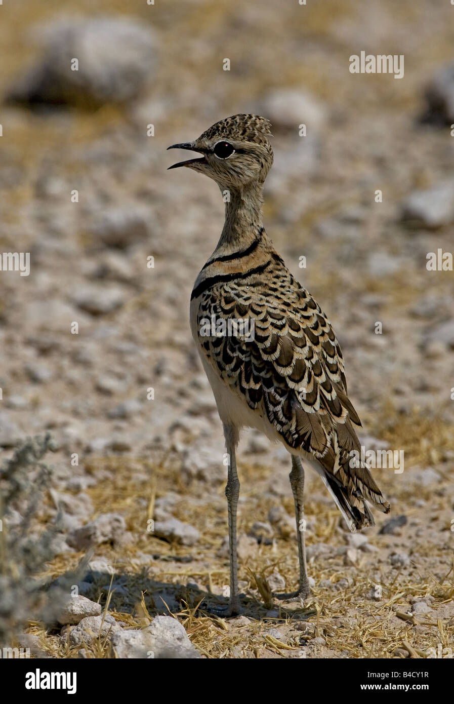 Double-banded Courser in the Namibian bush Stock Photo - Alamy